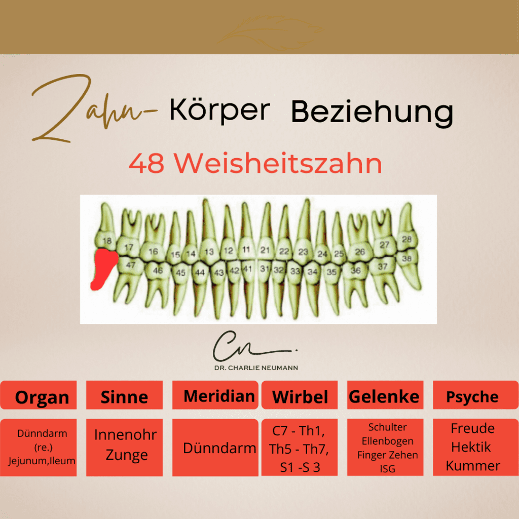 Zahn Organ Beziehung Zahn 48 - Dr. Charlie Neumann