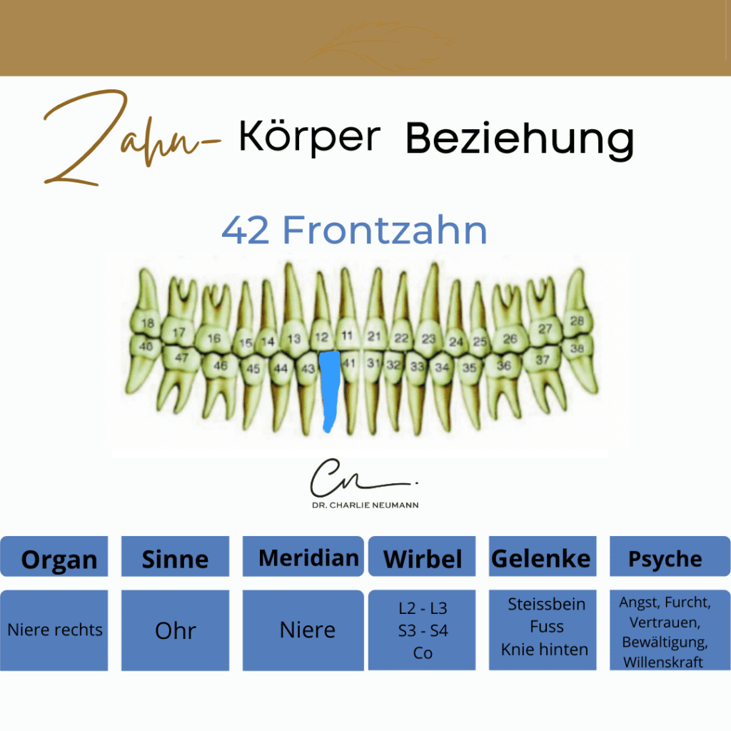 Zahn Organ Beziehung Zahn 42 - Dr. Charlie Neumann