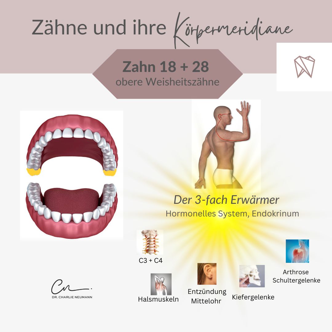 Meridian 3-Fach Erwärmer - Dr. Charlie Neumann