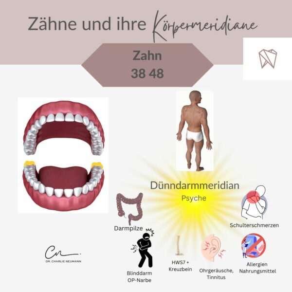 Meridian Dünndarm - Dr. Charlie Neumann